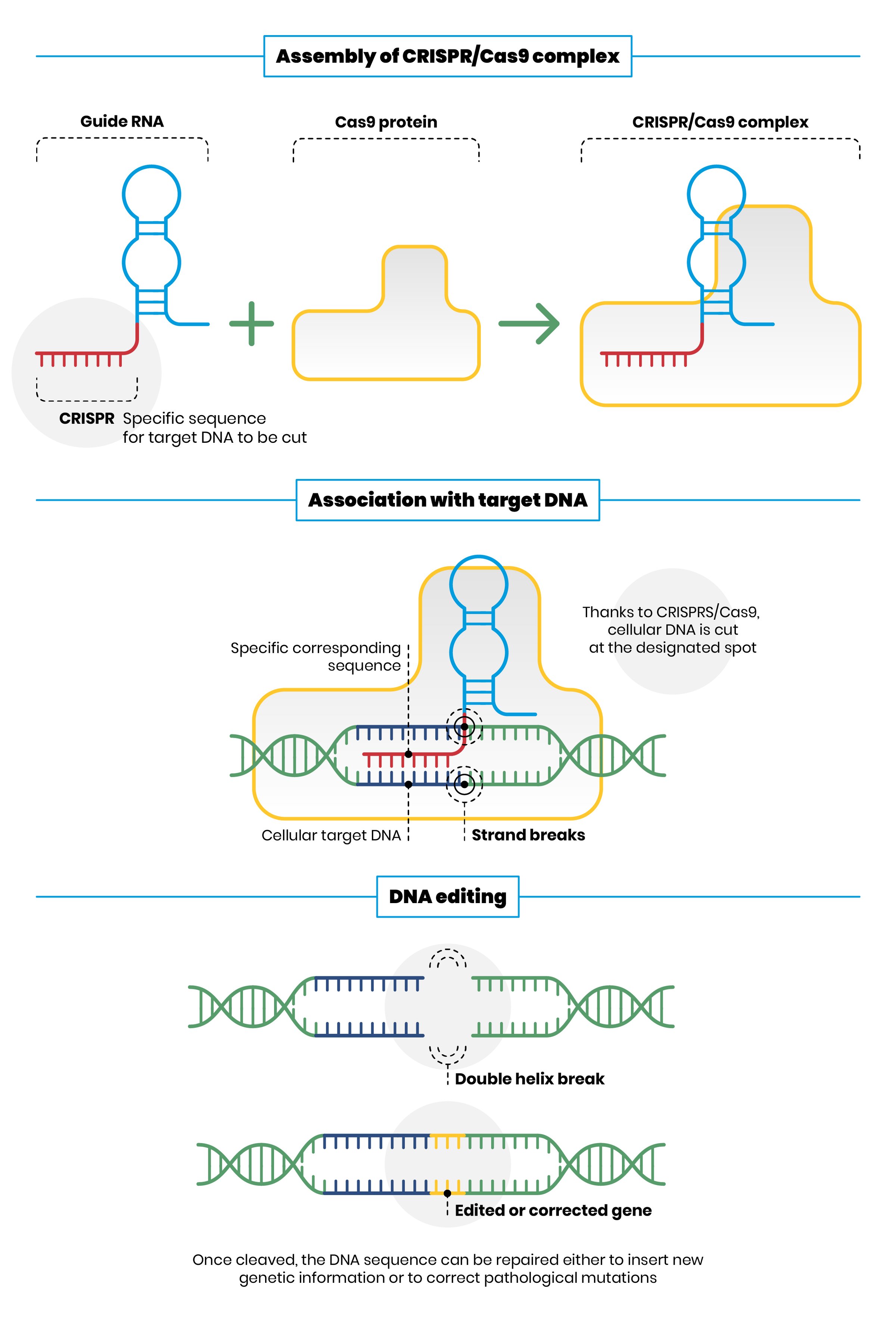 CRISPR/Cas9, the revolutionary Nobel-winning “genetic scissors”