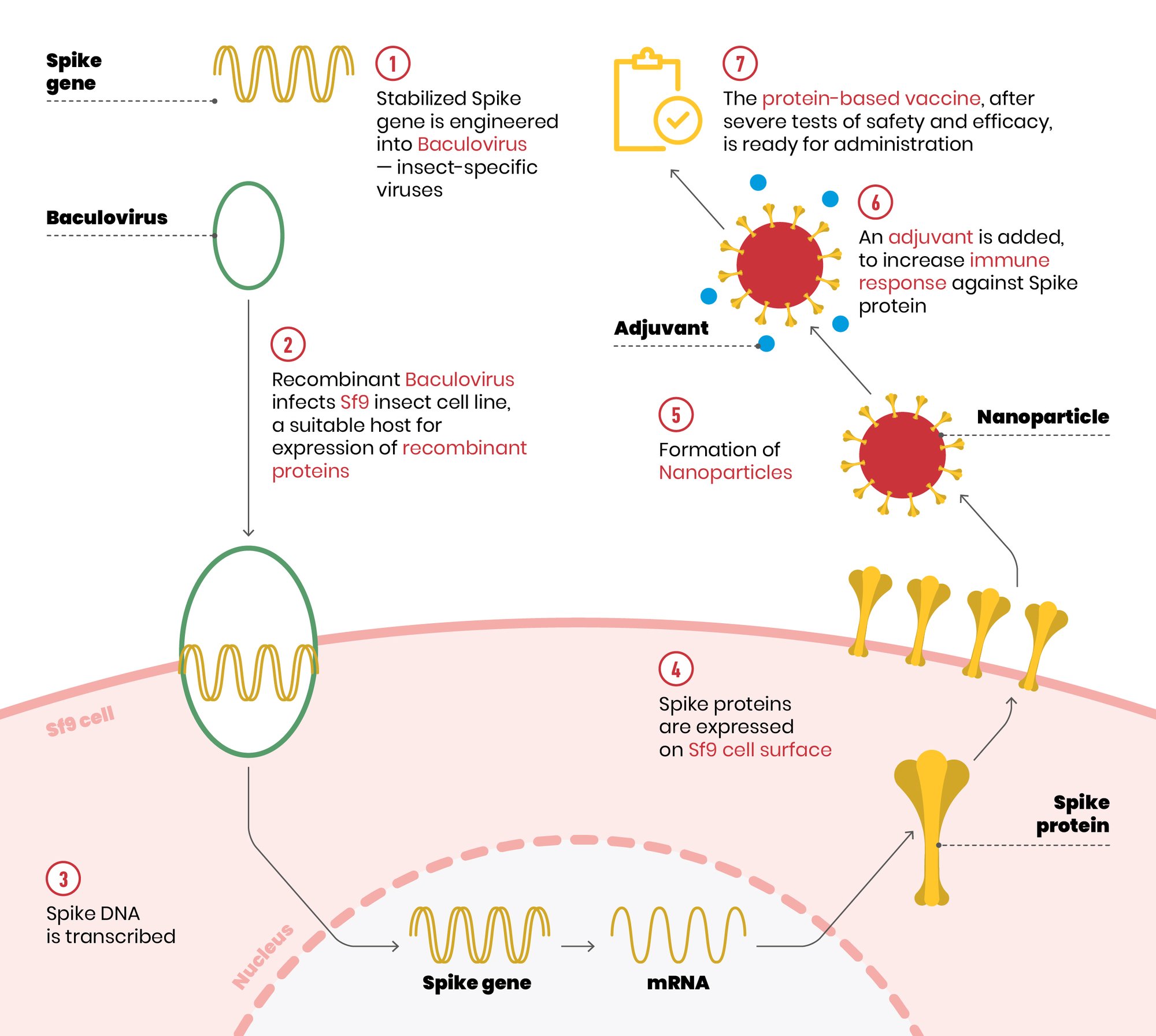 Novavax: a new/"old" vaccine against Covid-19