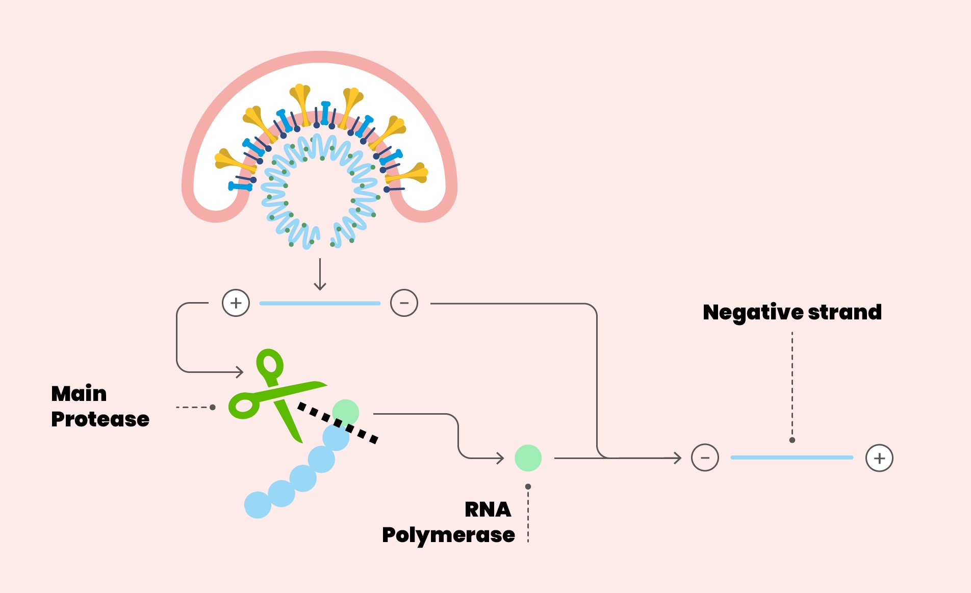 RNA polymerase, the SARS-CoV-2 “sloppy photocopier”