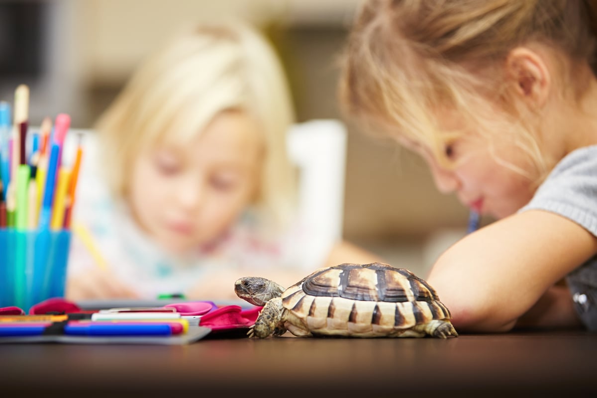 Slowing down the pace: the advantages of “slow” learning