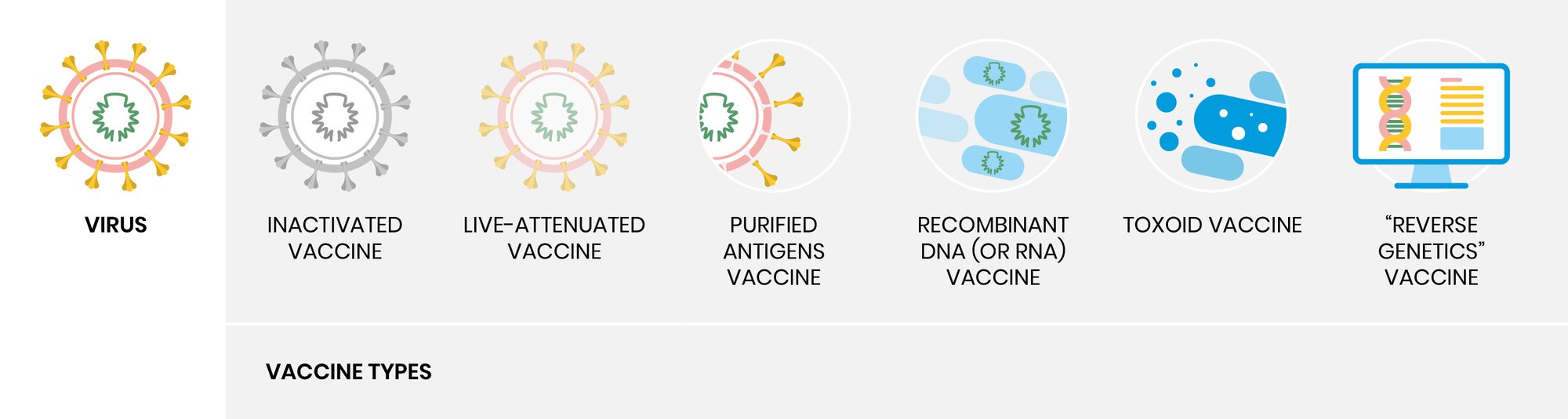 Strategies for vaccine development: an overview