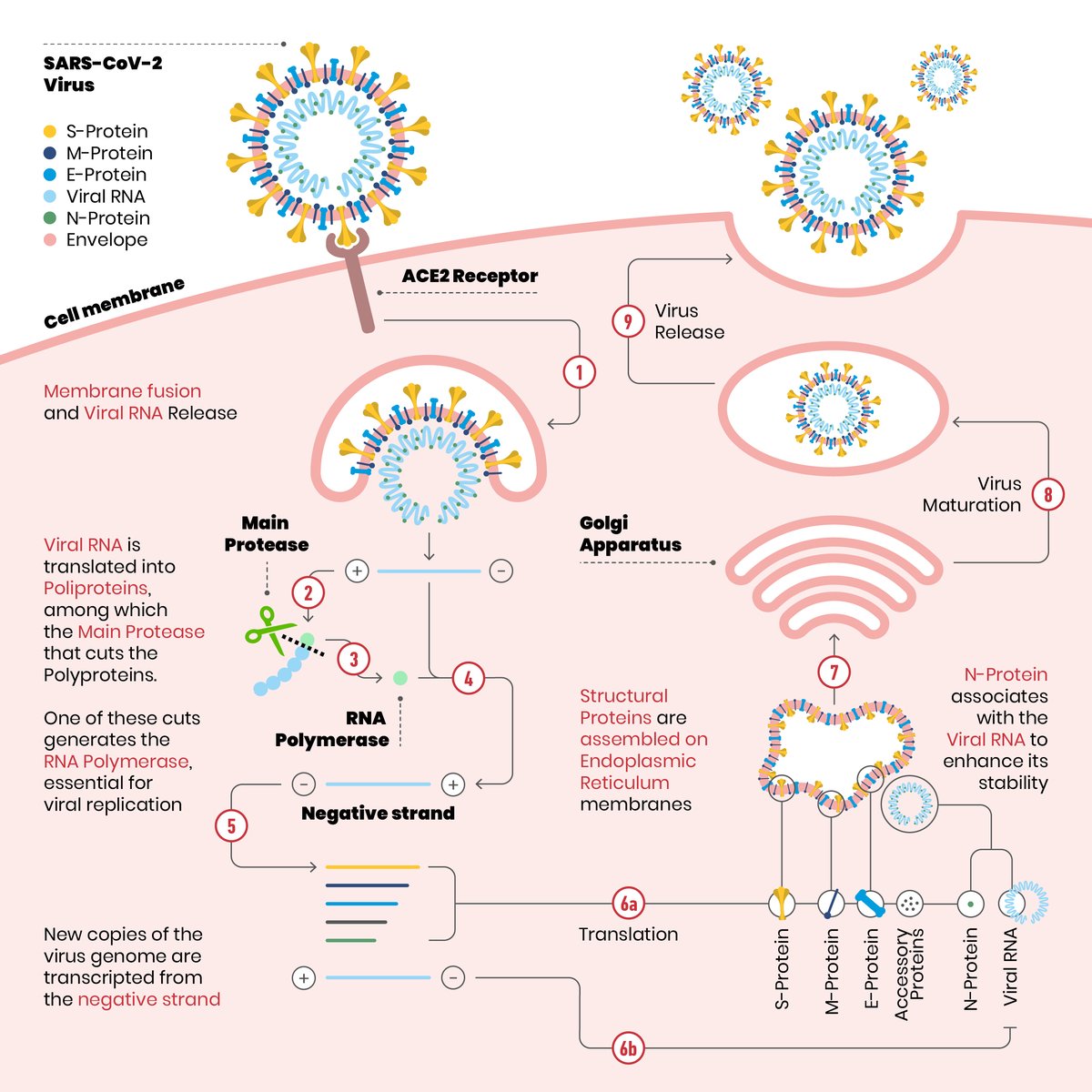 Anti-Covid-19 vaccines: where do we stand?