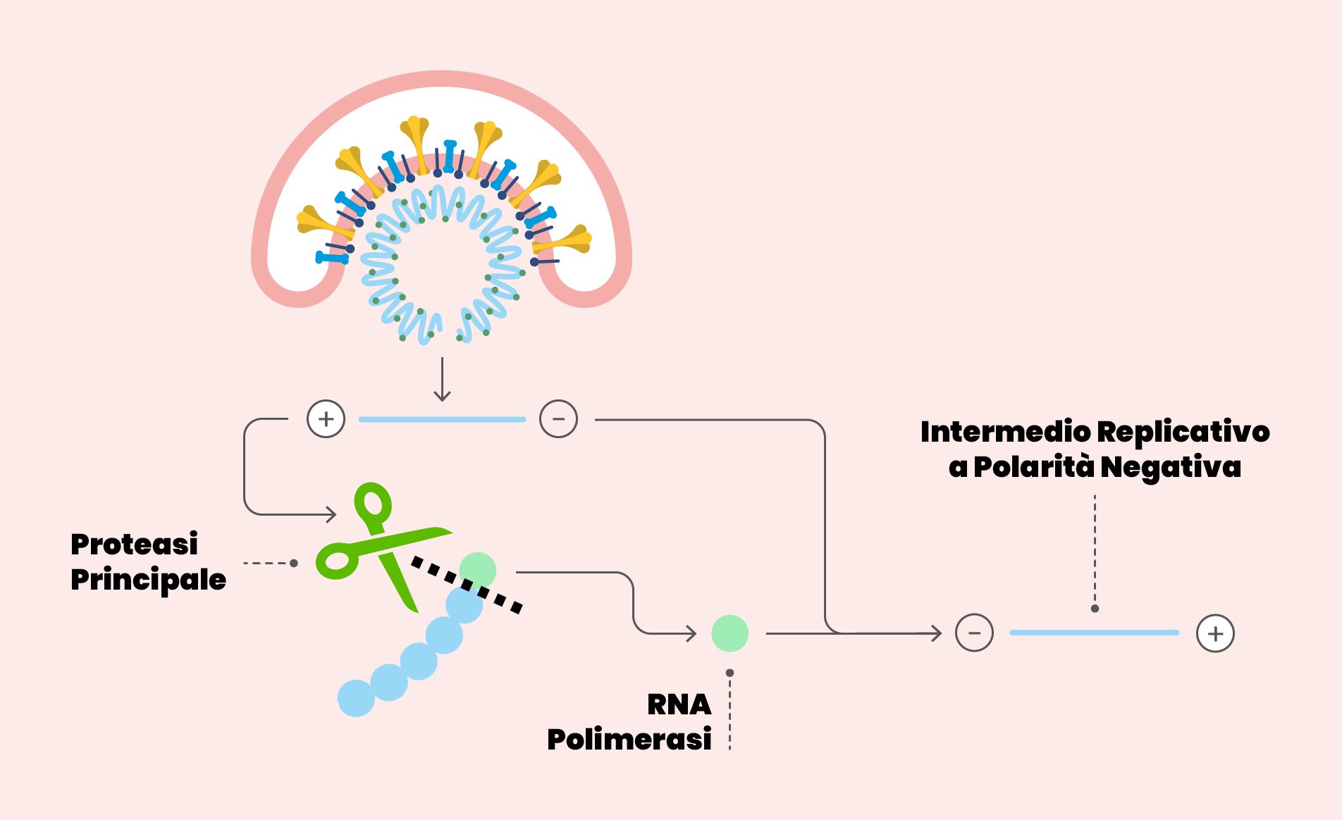 RNA polimerasi, la “fotocopiatrice distratta” di SARS-CoV-2