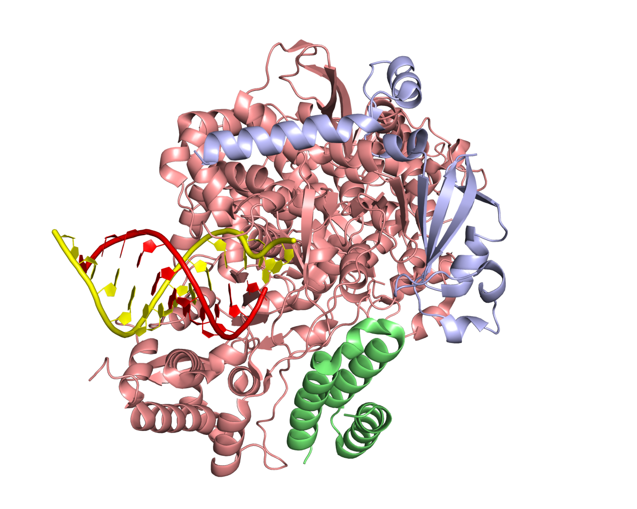 RNA polimerasi, la “fotocopiatrice distratta” di SARS-CoV-2